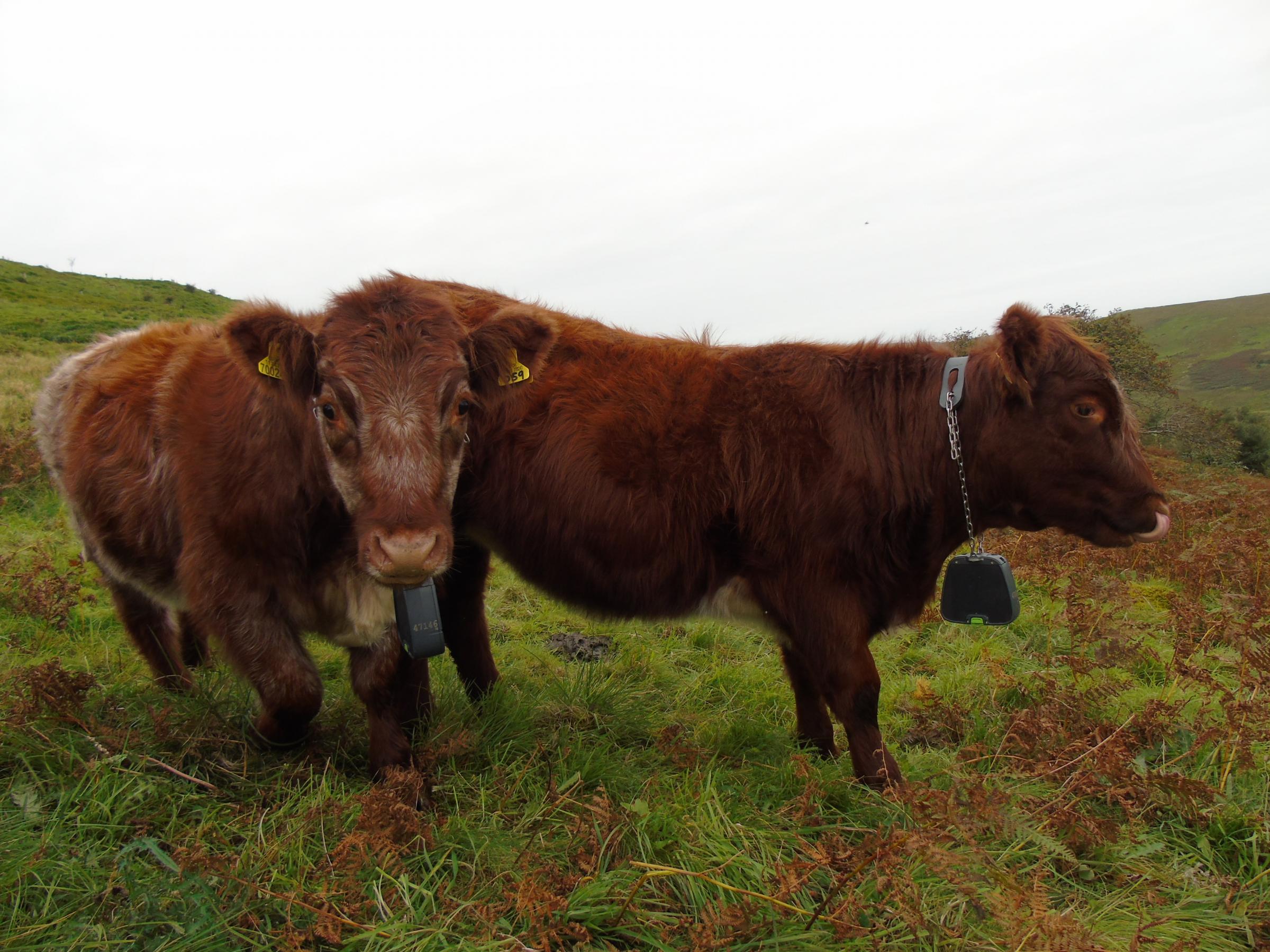 Pioneering fenceless grazing being trialled at RSPB Geltsdale