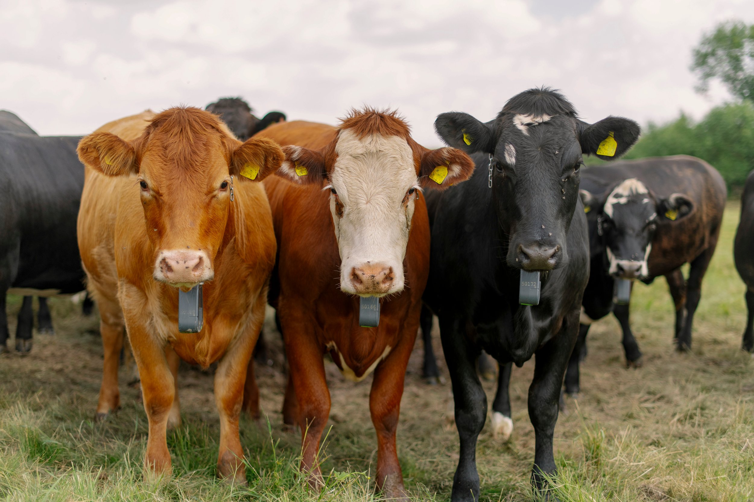 Virtual grazing technology brings new options to UK livestock