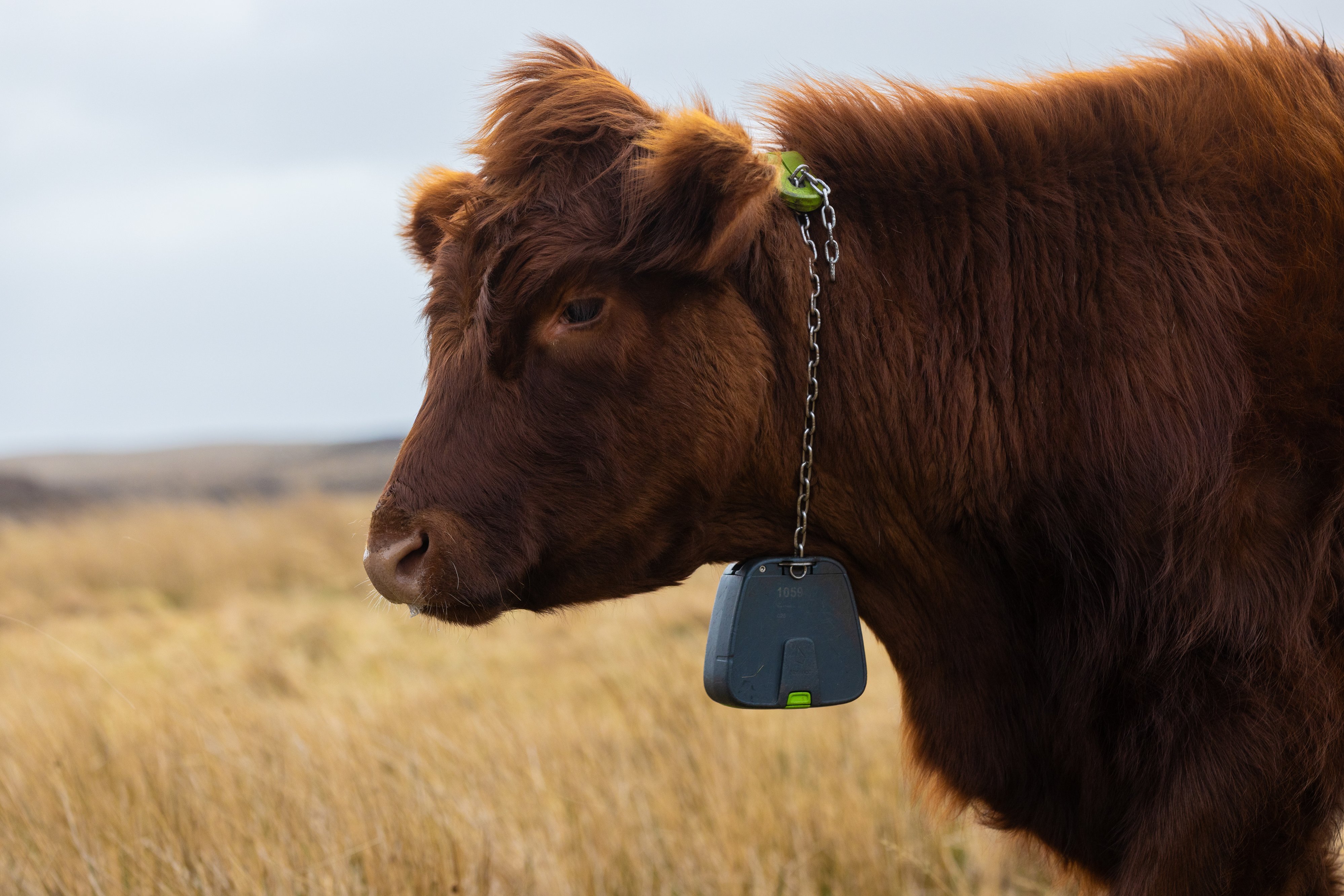 Isle of Lewis crofter transforming grazing management | Nofence