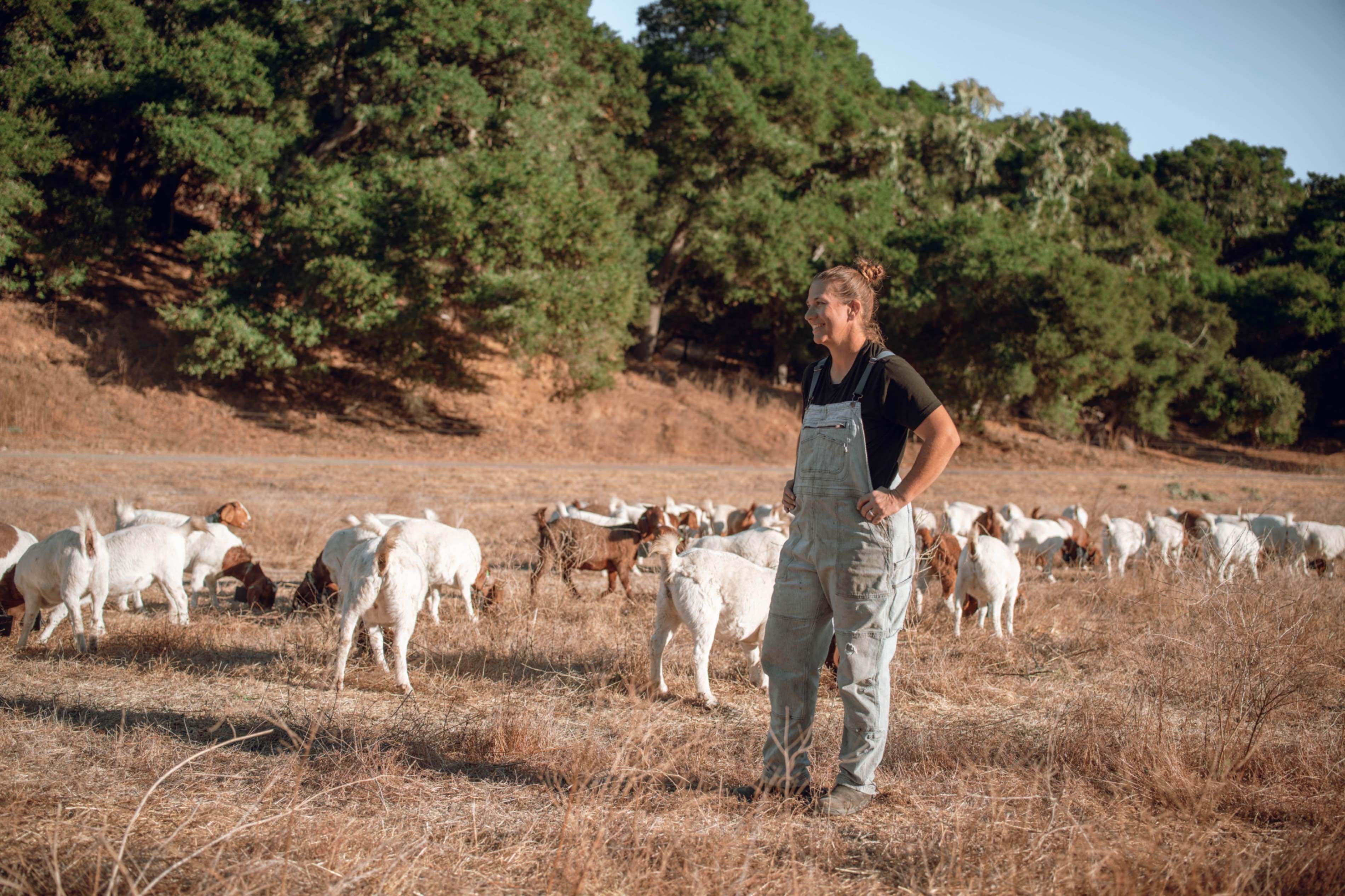 Turning environmental challenges into opportunities in California | Nofence